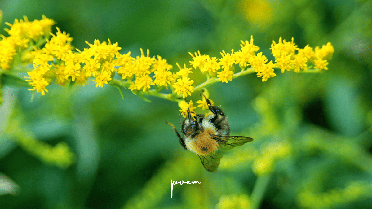 The Way - Poetry Hive